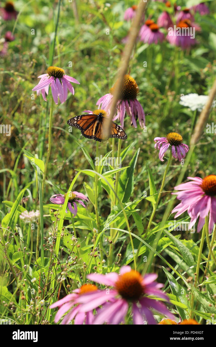 Monarch like butterfly hi-res stock photography and images - Alamy