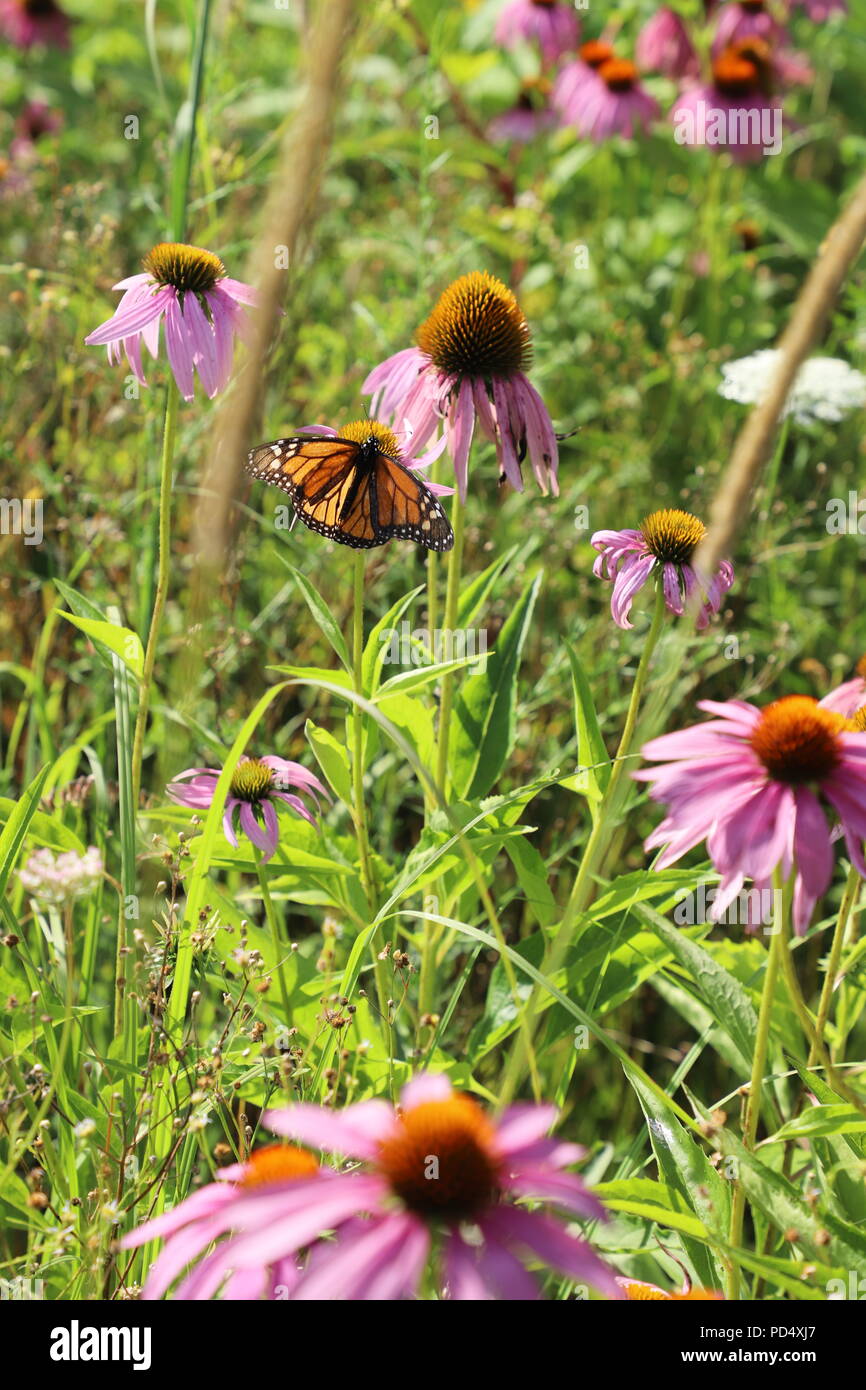 Monarch Butterfly with Purple Coneflower in the fields flying free ...