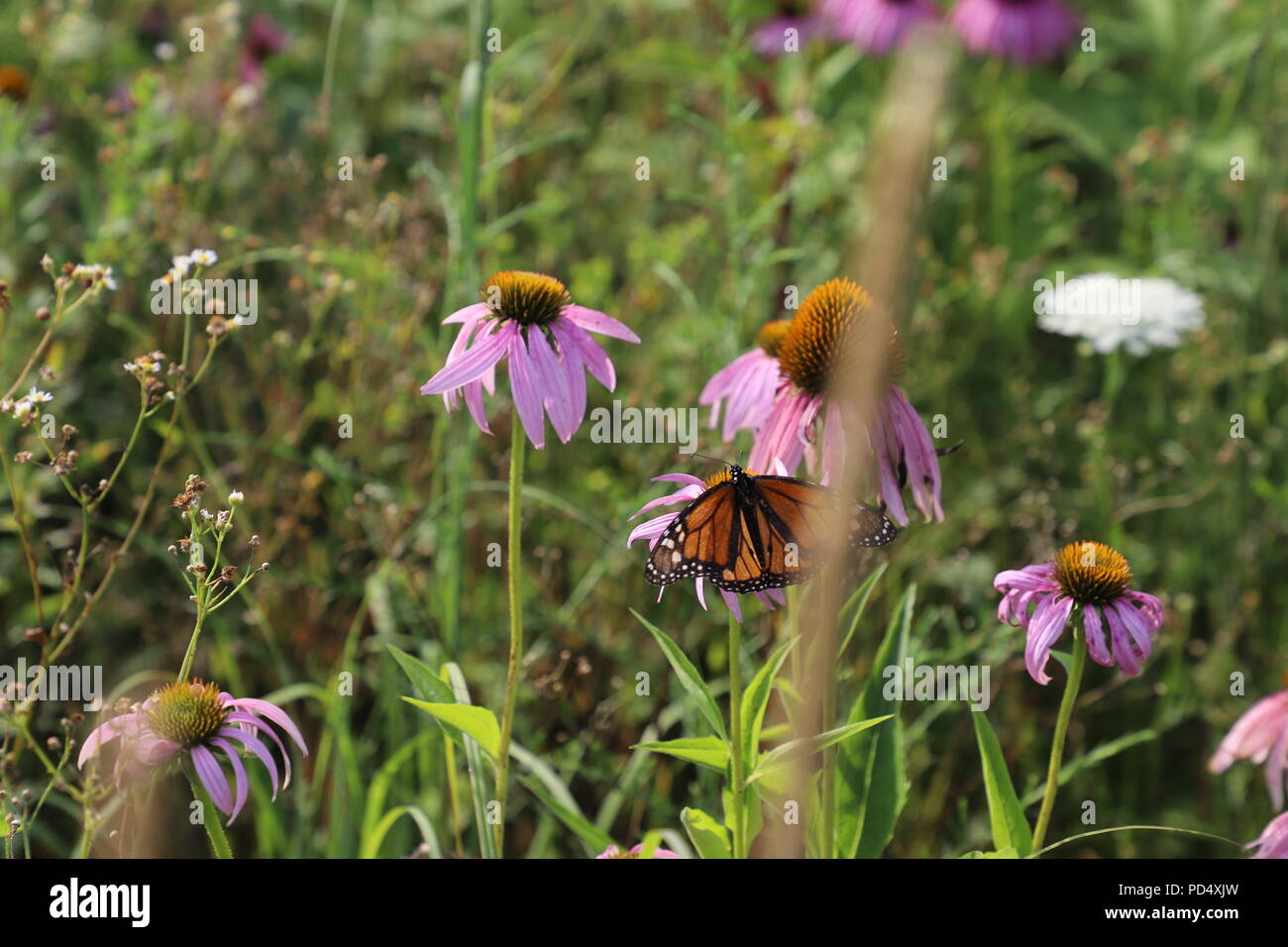 Monarch Butterfly with Purple Coneflower in the fields flying free ...