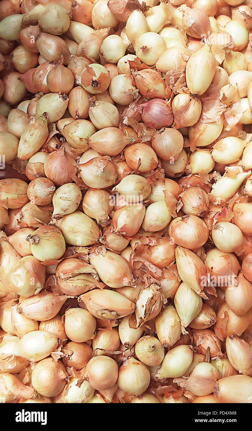 Many Onions. The onion also known as the bulb onion or common onion, is ...