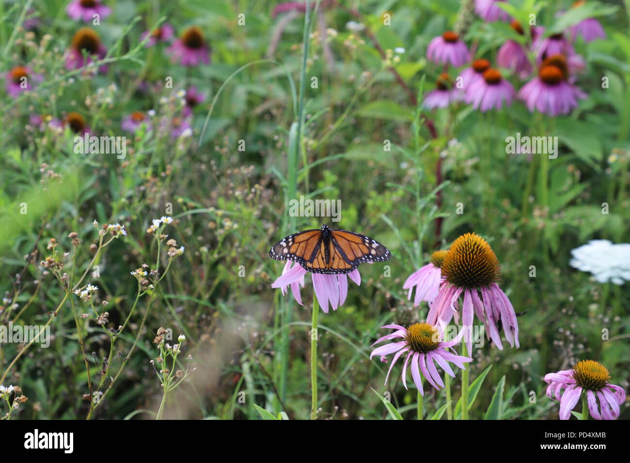 Monarch Butterfly with Purple Coneflower in the fields flying free ...