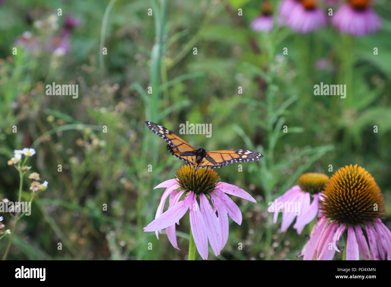 Monarch Butterfly with Purple Coneflower in the fields flying free ...