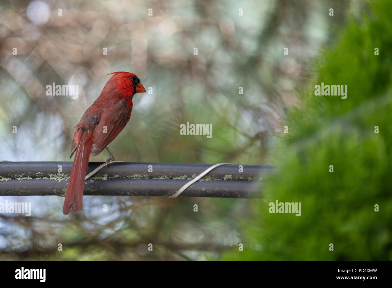 Birds in nature Stock Photo - Alamy