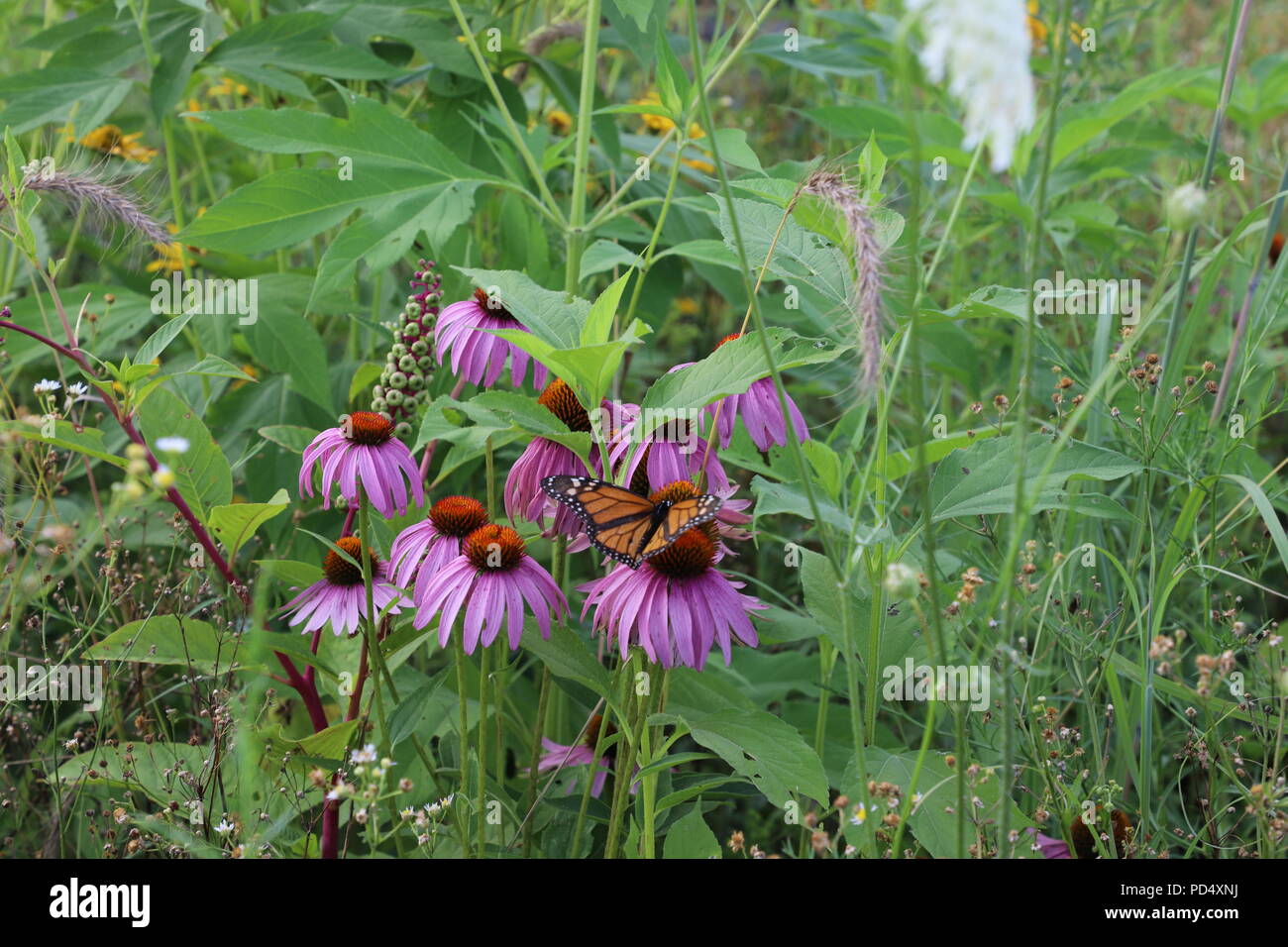 Monarch Butterfly with Purple Coneflower in the fields flying free ...