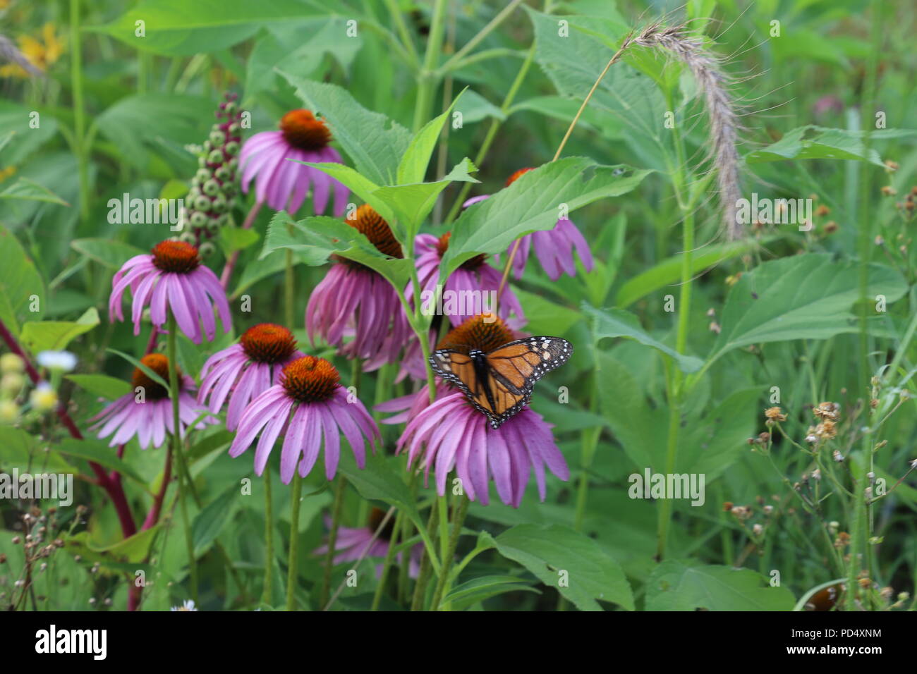 Monarch Butterfly with Purple Coneflower in the fields flying free ...