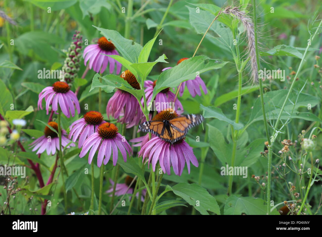 Monarch butterfly purple coneflower hi-res stock photography and images ...