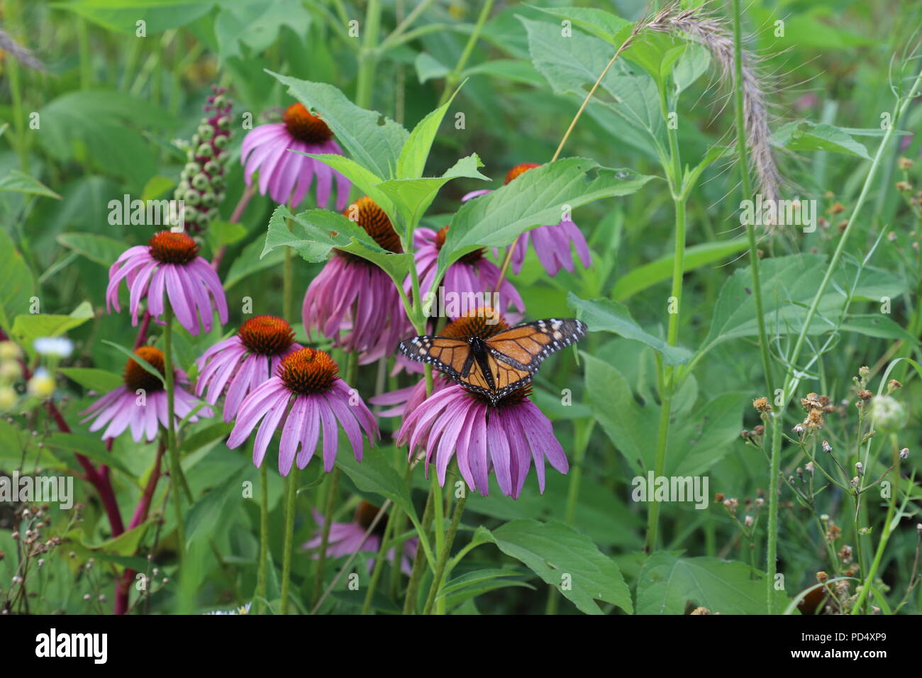 Monarch Butterfly with Purple Coneflower in the fields flying free ...