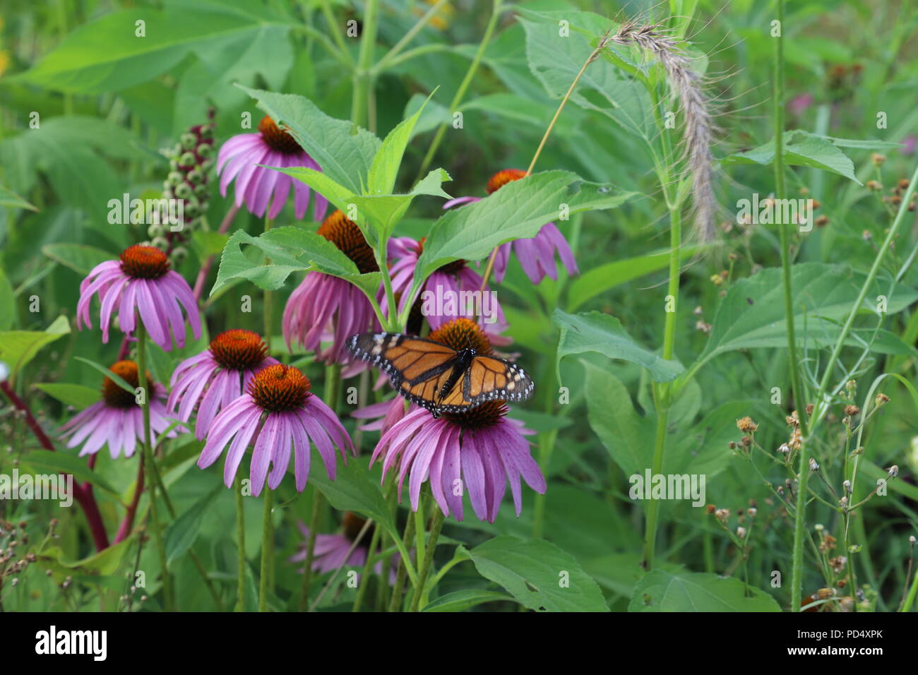 Monarch butterfly purple coneflower hi-res stock photography and images ...