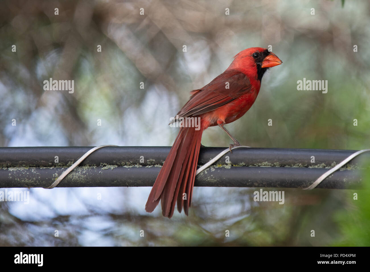Birds in nature Stock Photo - Alamy