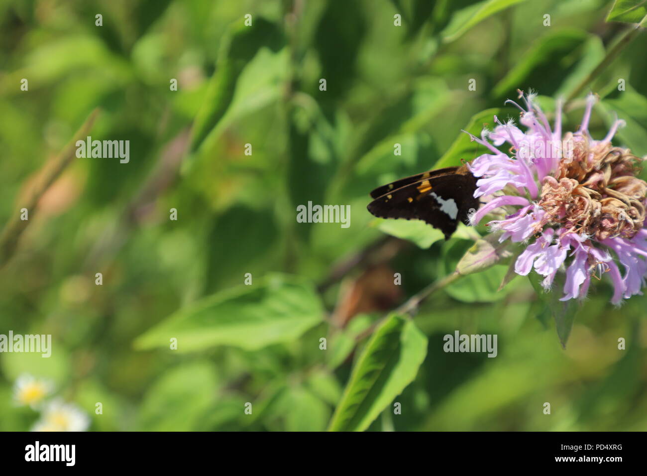 Summer plants insects butterfly hi-res stock photography and images - Alamy
