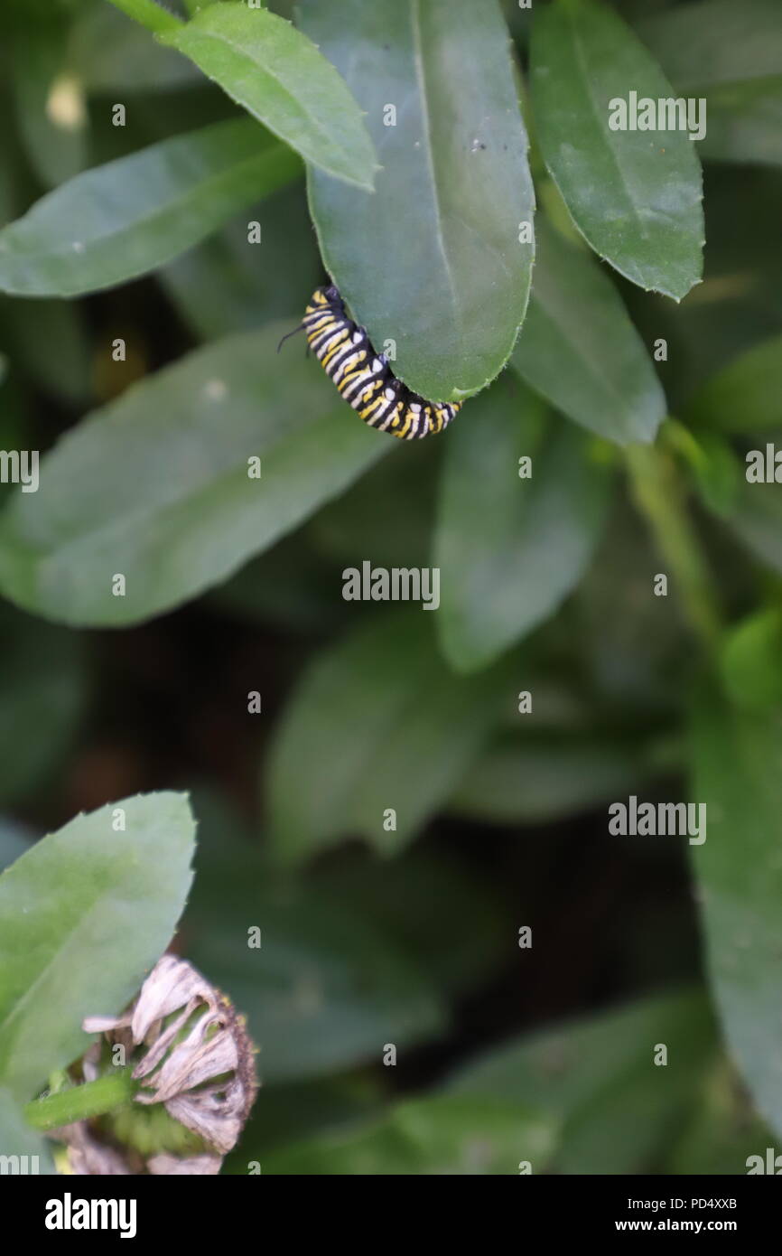 Caterpillar of the Monarch Butterfly Stock Photo - Alamy