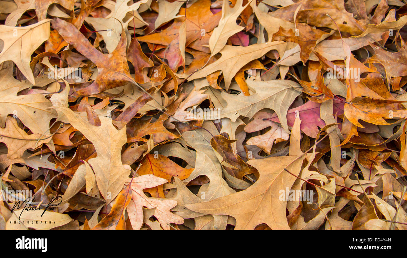Dried fall leaves plants hi-res stock photography and images - Alamy