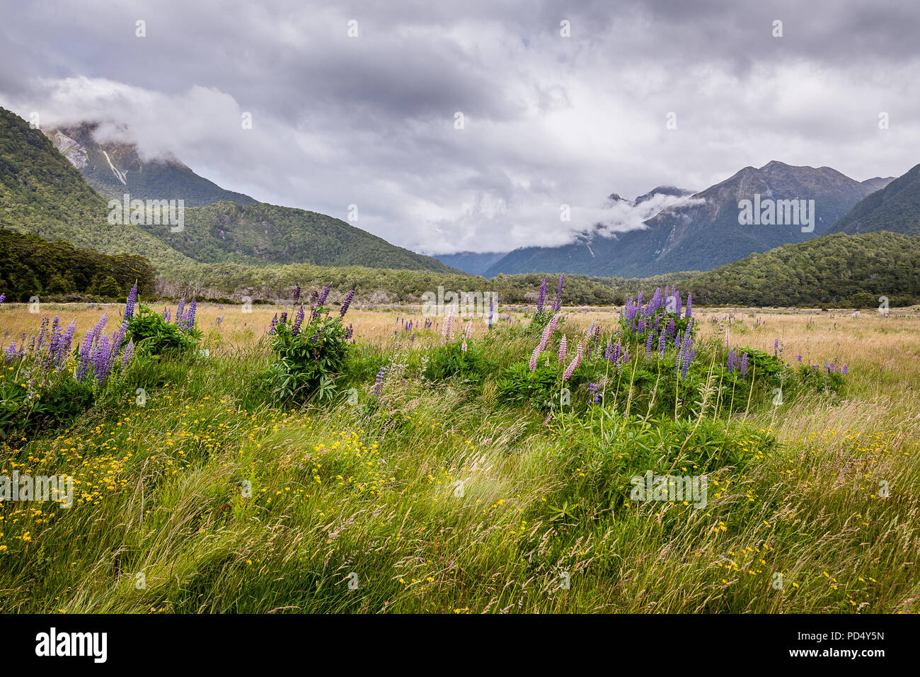 Fiordland National Park, New Zealand Stock Photo - Alamy