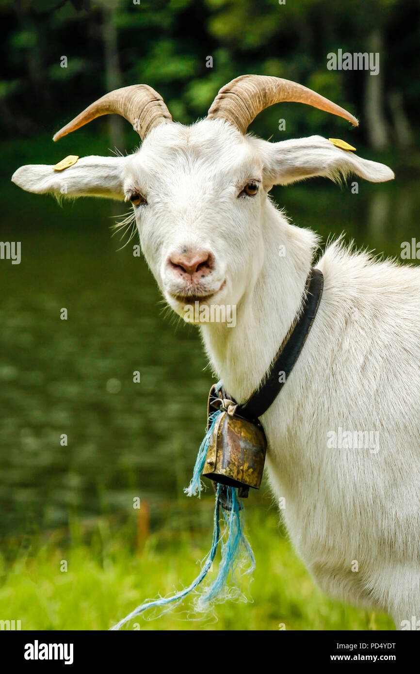 Alpine white mountain goats climbing rocks and grazing on farm in the ...