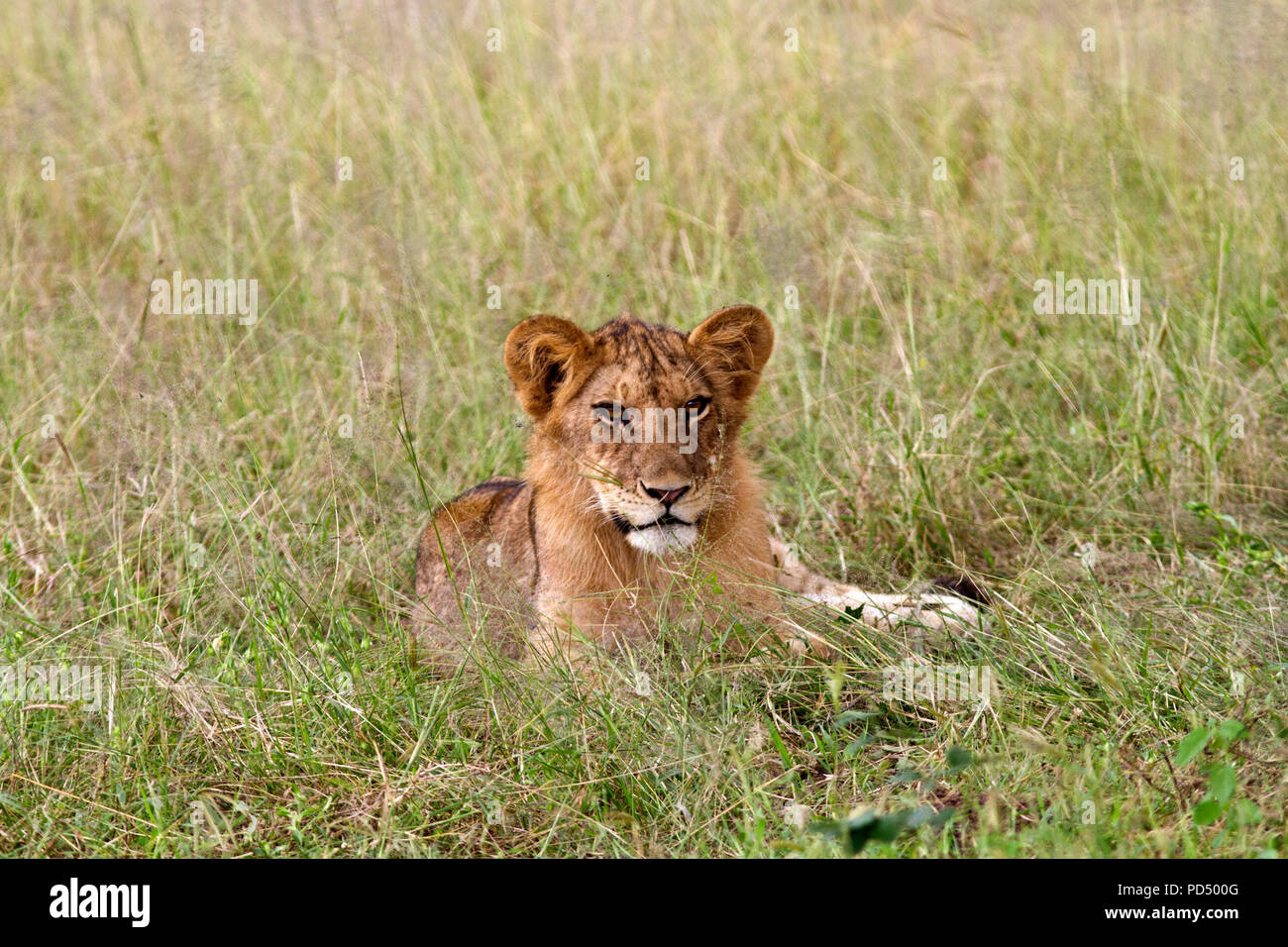 Ruaha carnivore project hi-res stock photography and images - Alamy