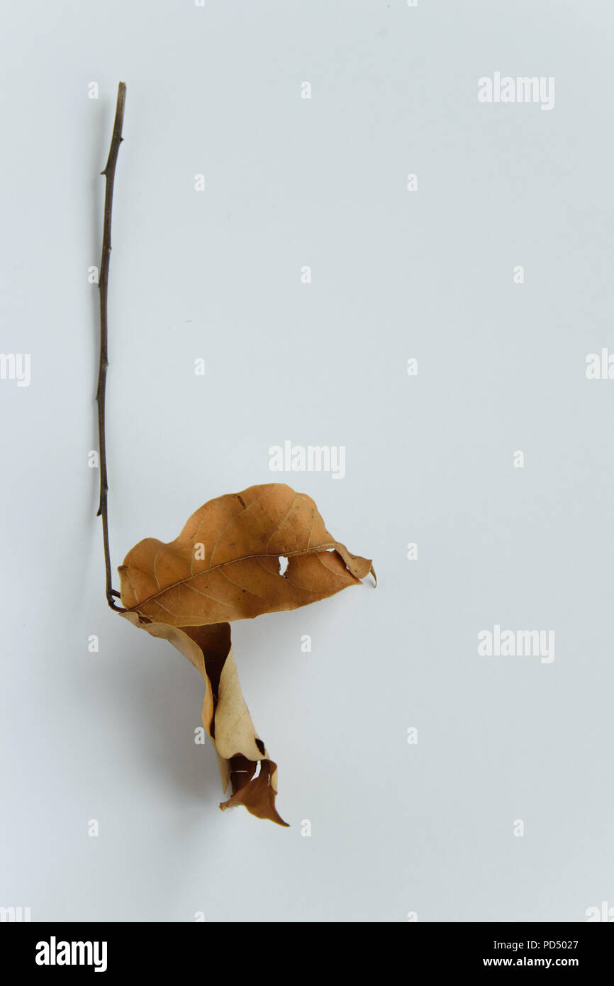 Isolated golden autumn leaves on white background, minimal autumn ...