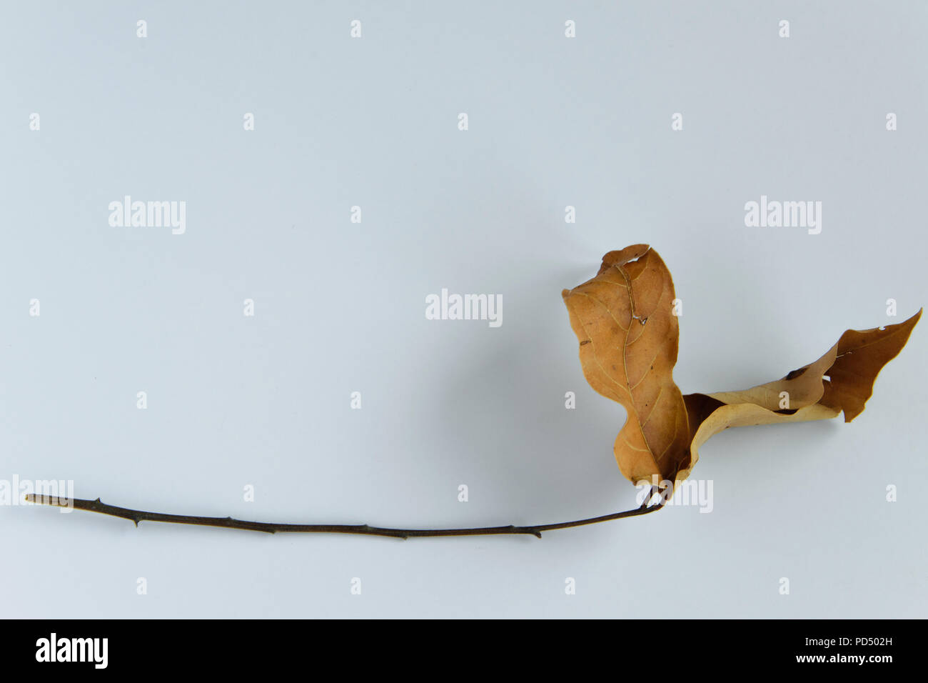 Isolated golden autumn leaves on white background, minimal autumn ...