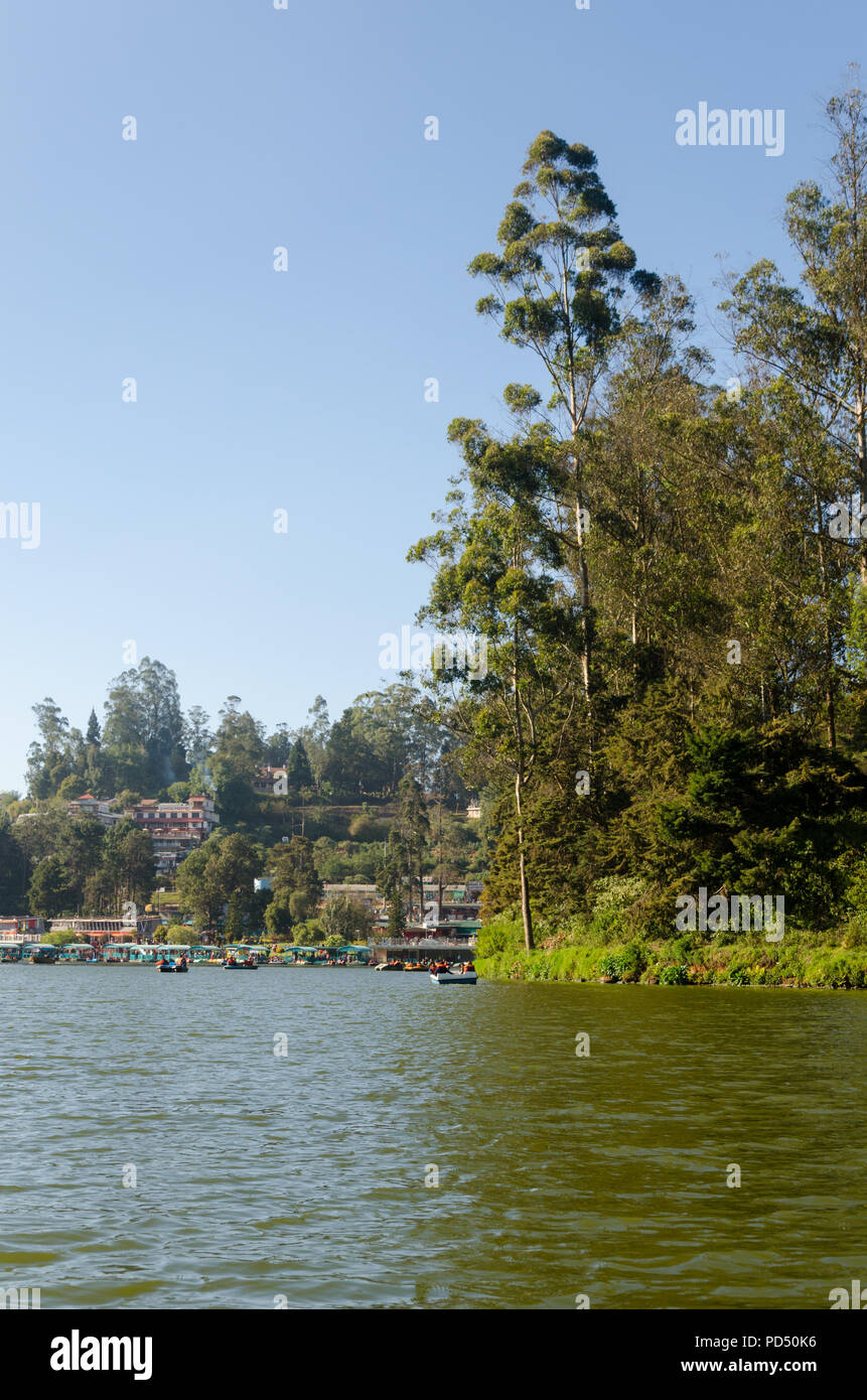 Boating at Ooty Lake with a view of groves of Eucalyptus trees along ...
