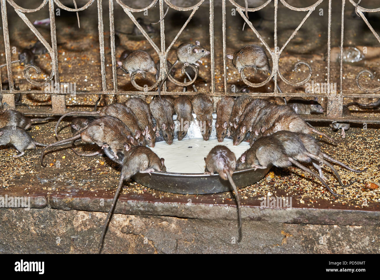 Karni mata tempel hi-res stock photography and images - Alamy