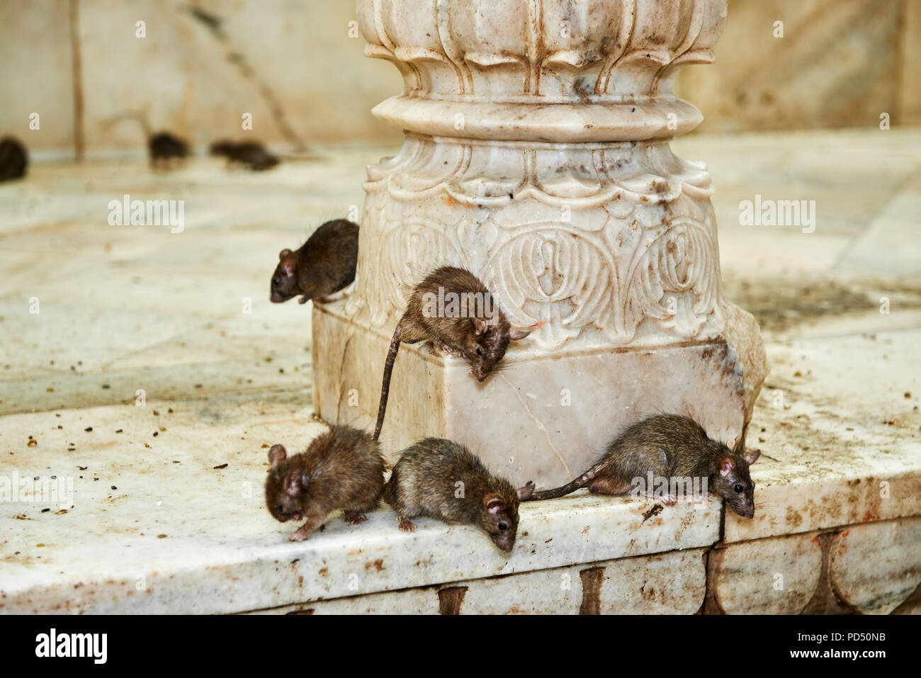 Temple of Rats, Karni Mata Temple, Deshnoke, Rajasthan, India Stock Photo - Alamy