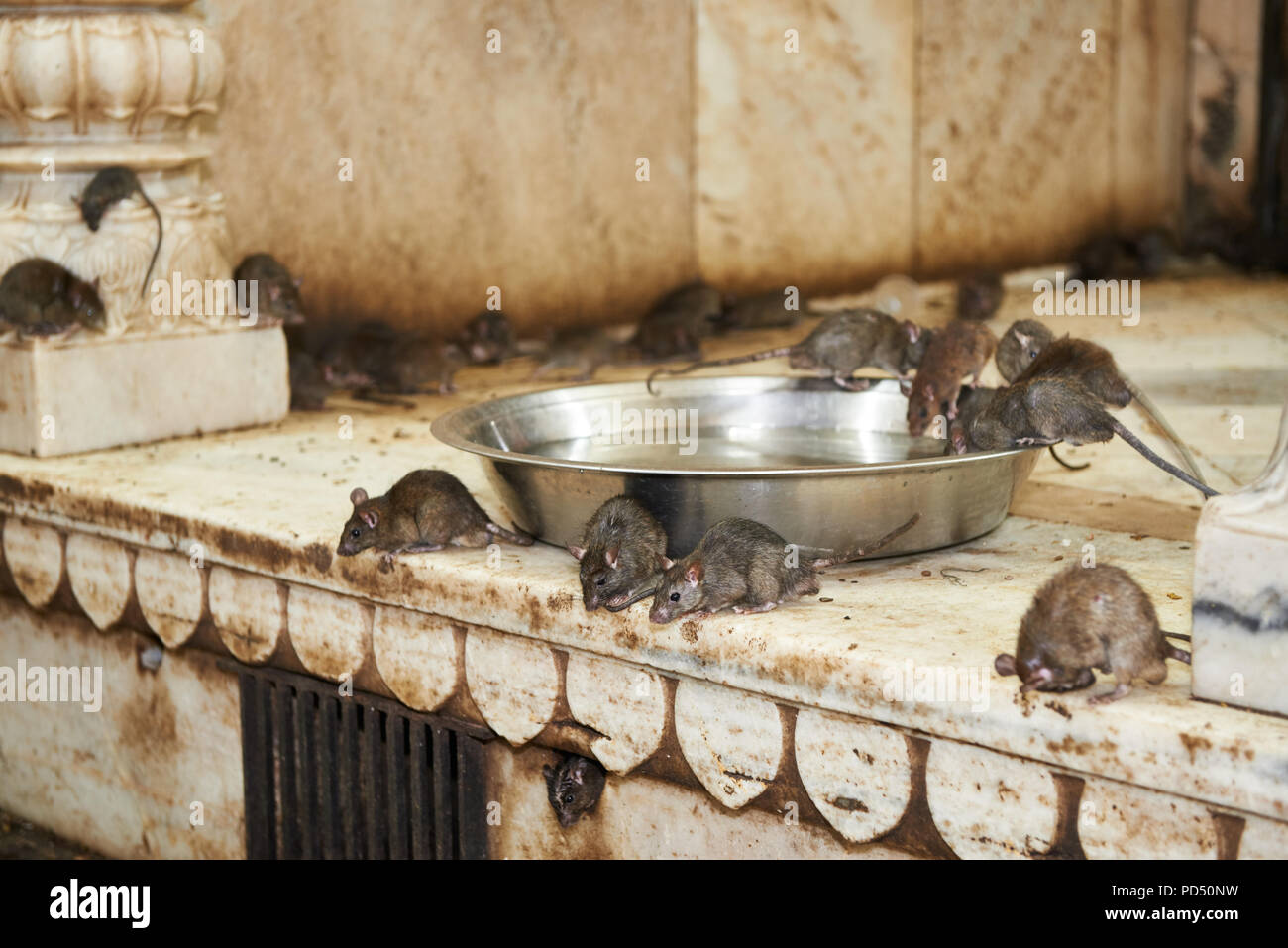 Karni mata hi-res stock photography and images - Alamy