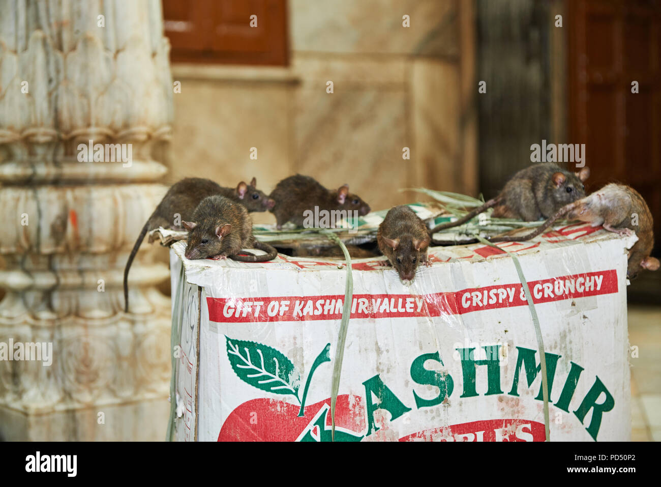 Temple of Rats, Karni Mata Temple, Deshnoke, Rajasthan, India Stock Photo - Alamy