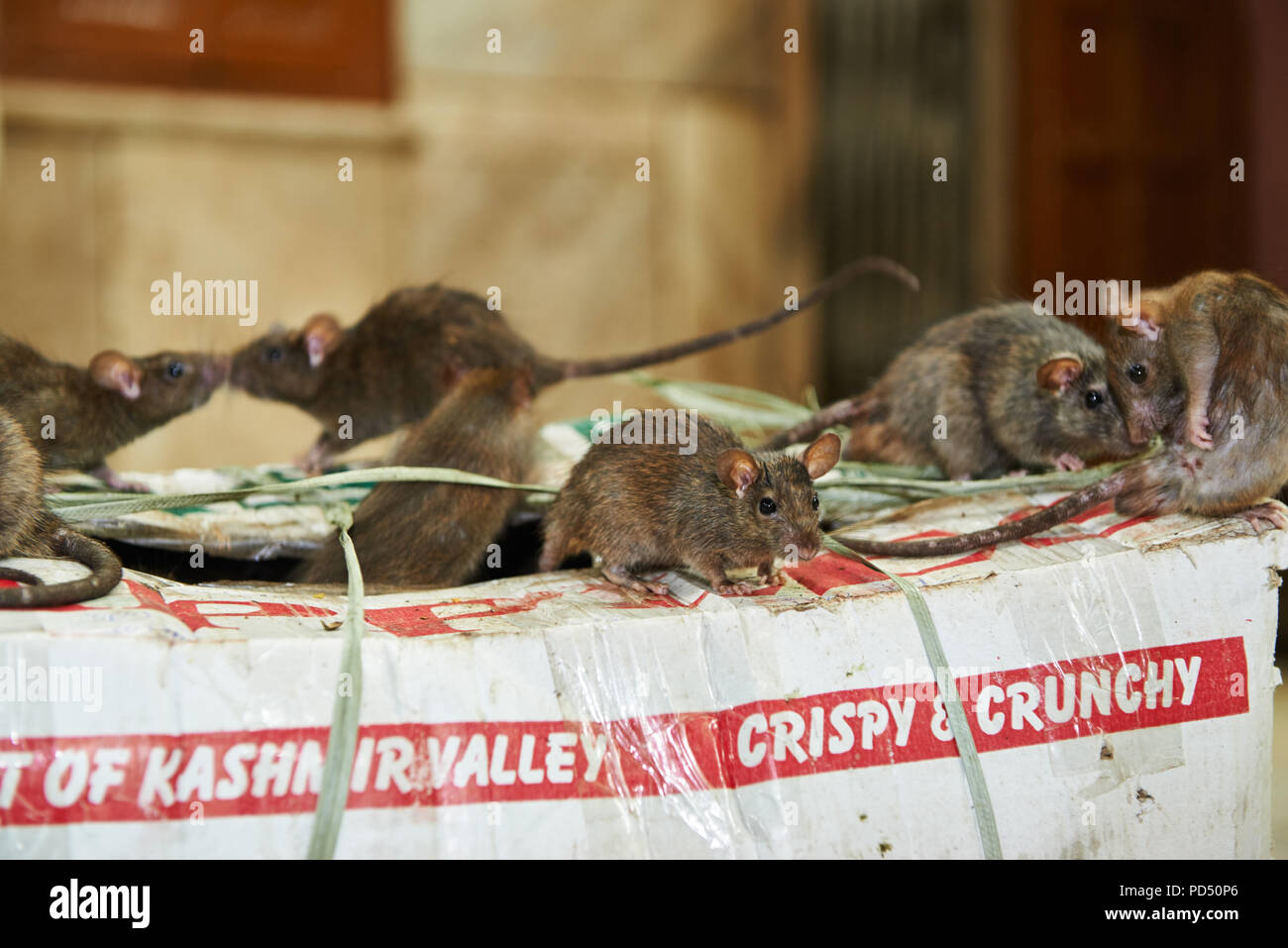 Temple of Rats, Karni Mata Temple, Deshnoke, Rajasthan, India Stock ...