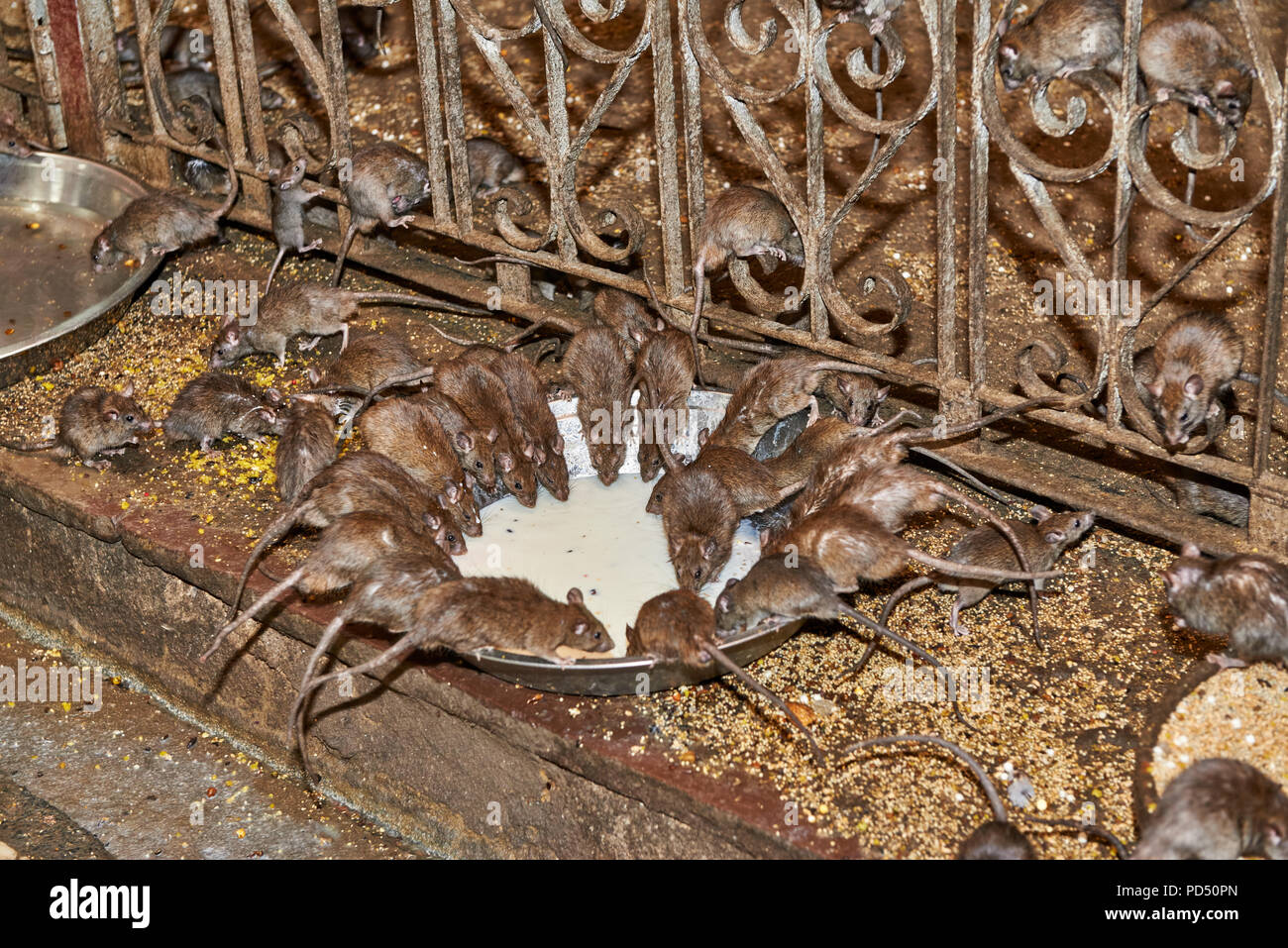 Rats feeding on a bowl with milk in Temple of Rats, Karni Mata Temple ...