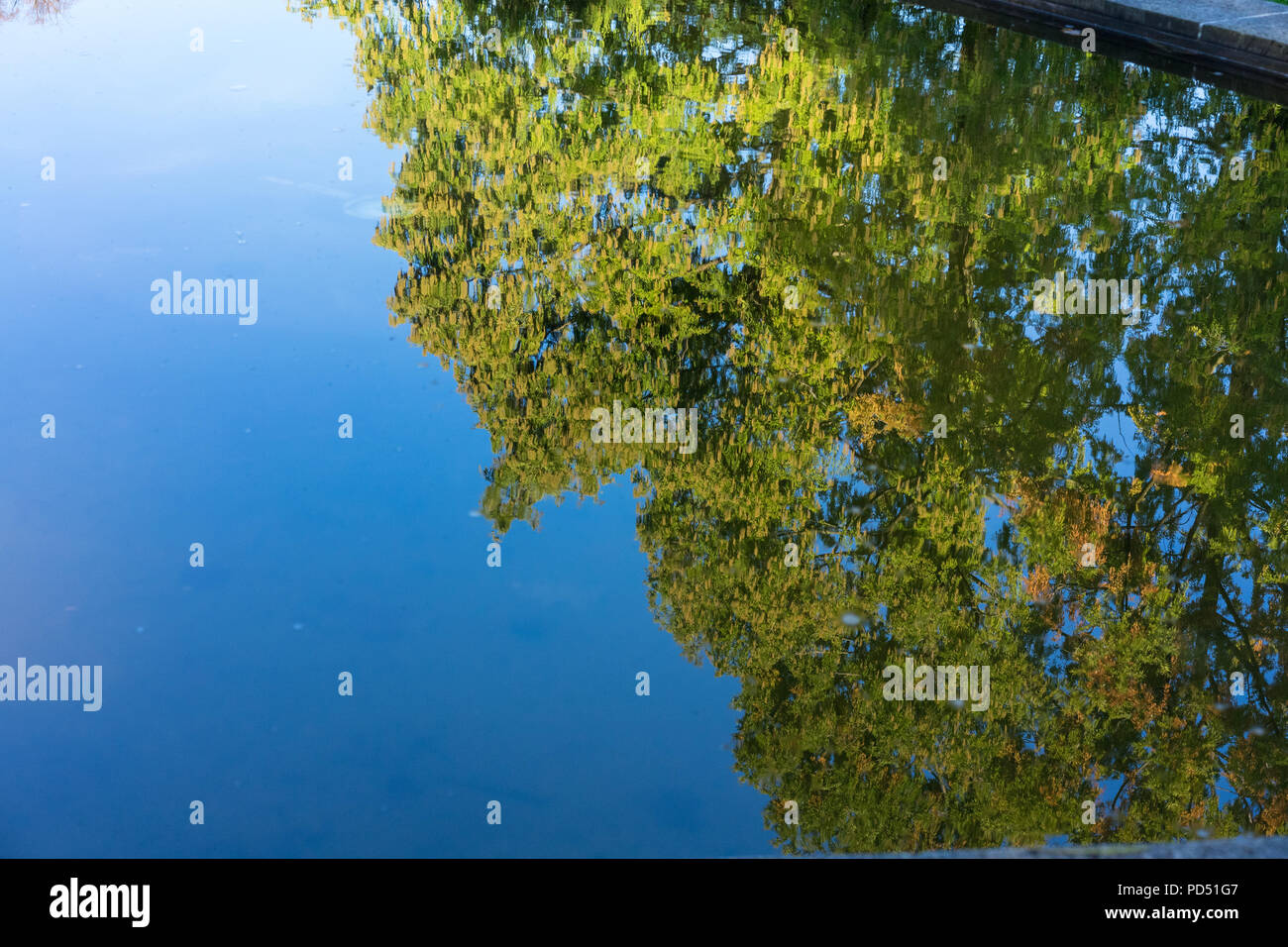 big tree water reflection mirror view with blue sky autumn Stock Photo ...