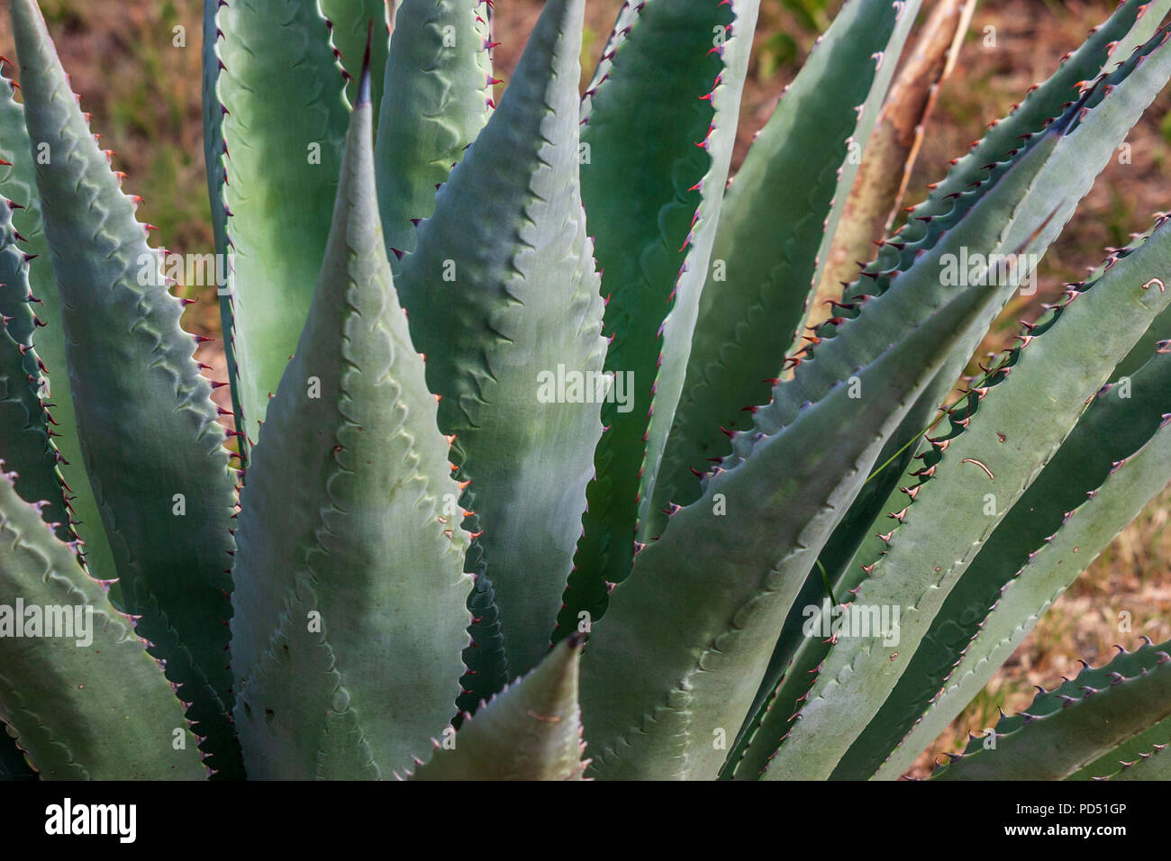 Havard Agave plant in southwestern Texas high desert area near Alpine ...