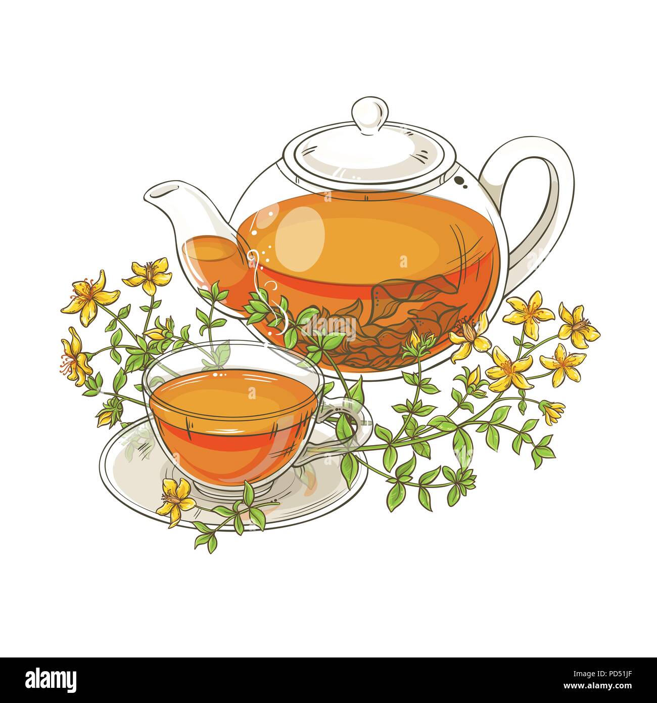 tutsan tea in teapot illustration on white background Stock Vector ...