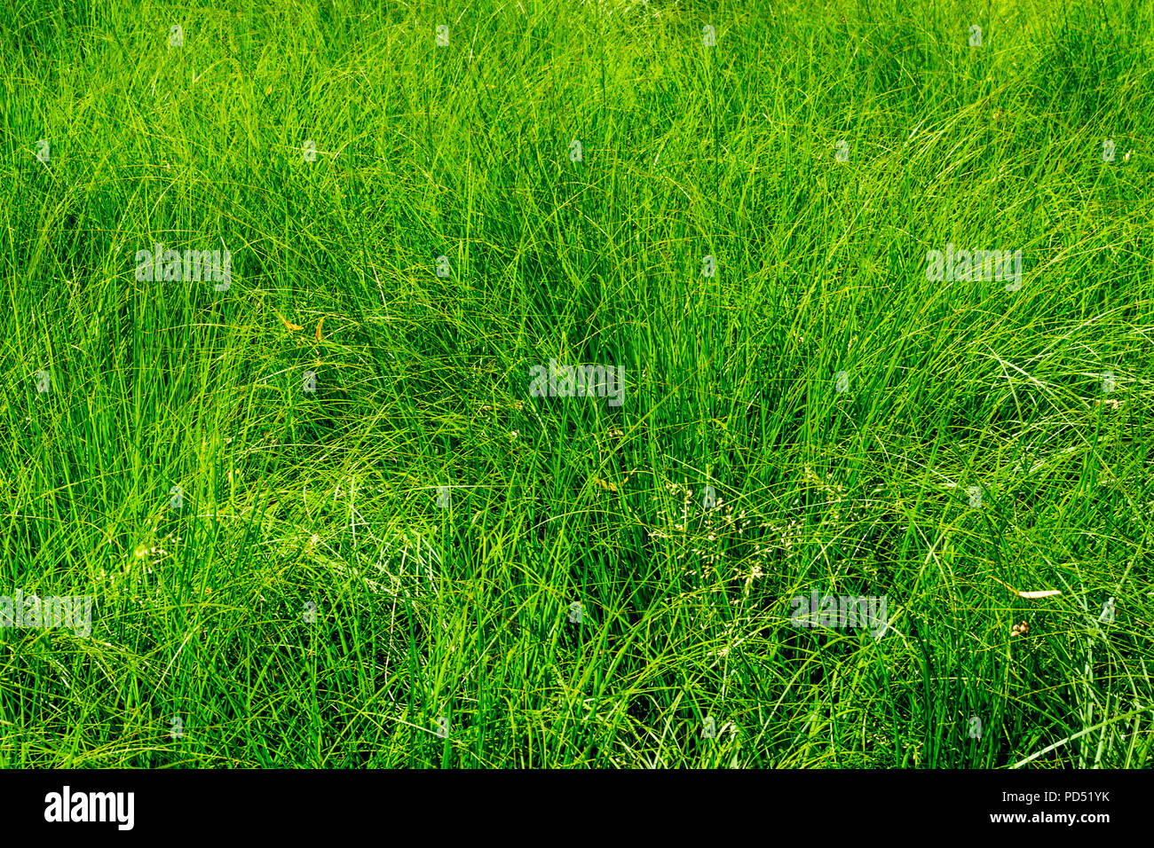 A natural background for further graphic designs Stock Photo - Alamy