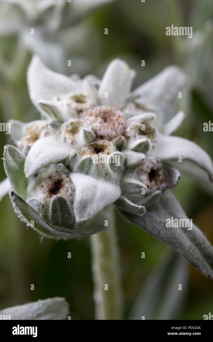 closeup of open edelweiss flowers Stock Photo - Alamy