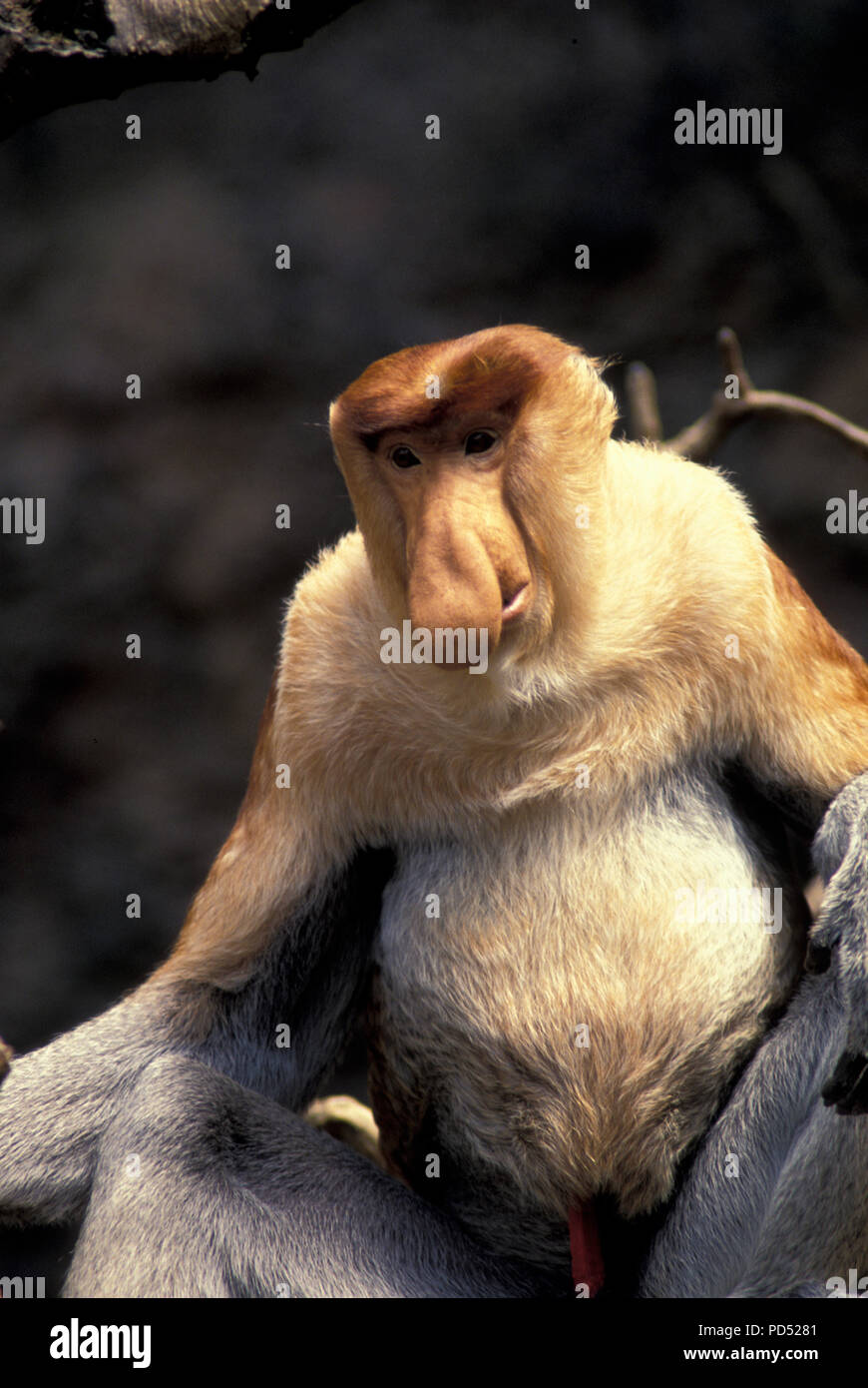 NOT 684261 PROBOSCIS MONKEY Nasalis larvatus Old World monkey Stock ...
