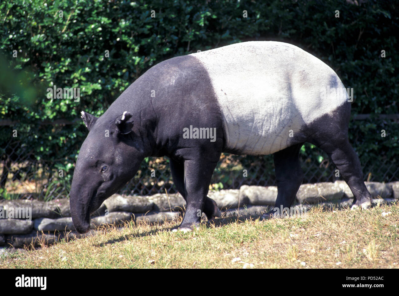 NOT 1190751 MALAYAN TAPIR Tapirus indicus Asian Tapir Stock Photo - Alamy