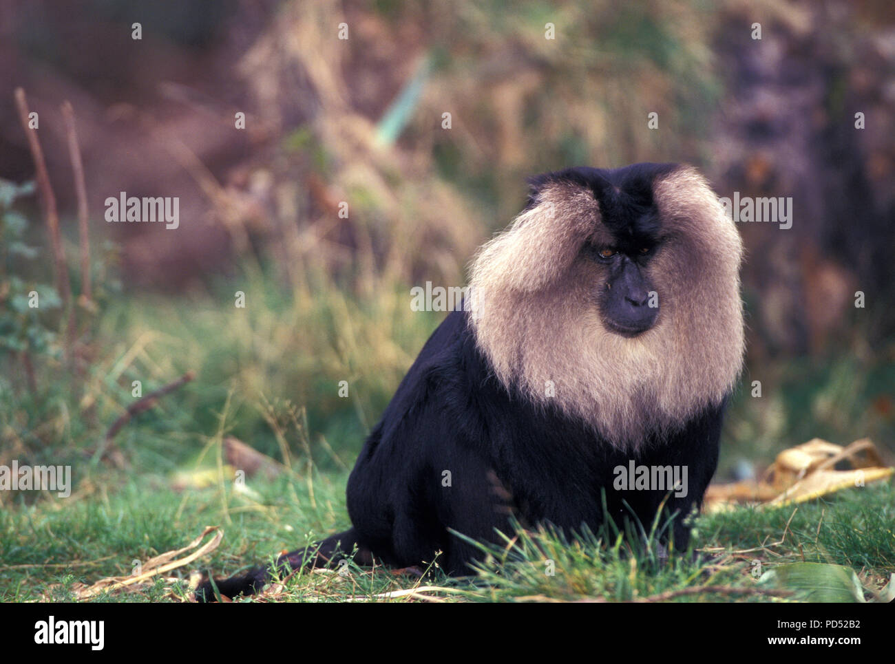 NOT 1248878 Lion-tailed Macaque Monkey Macaca silenus an Old World ...
