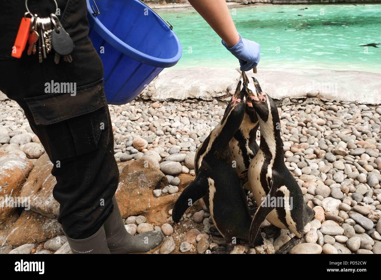 Penguin feeding time at zoo hi-res stock photography and images - Alamy