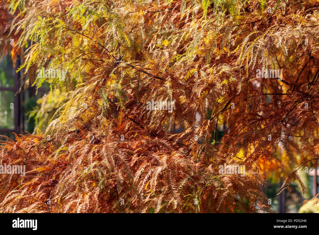 Full Moon Maple Tree, Acer japonicum 'Oisami', at Callaway Gardens in ...