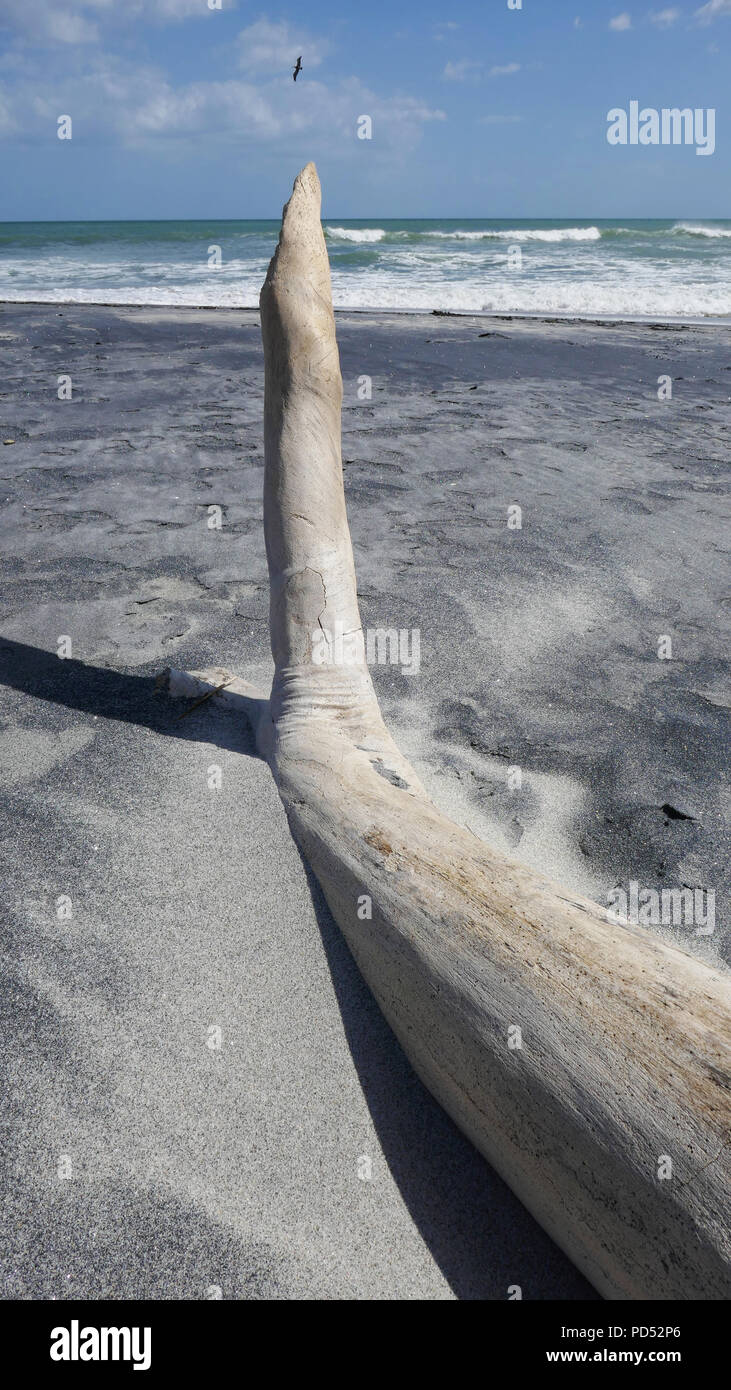 Big tree trunk hi-res stock photography and images - Alamy