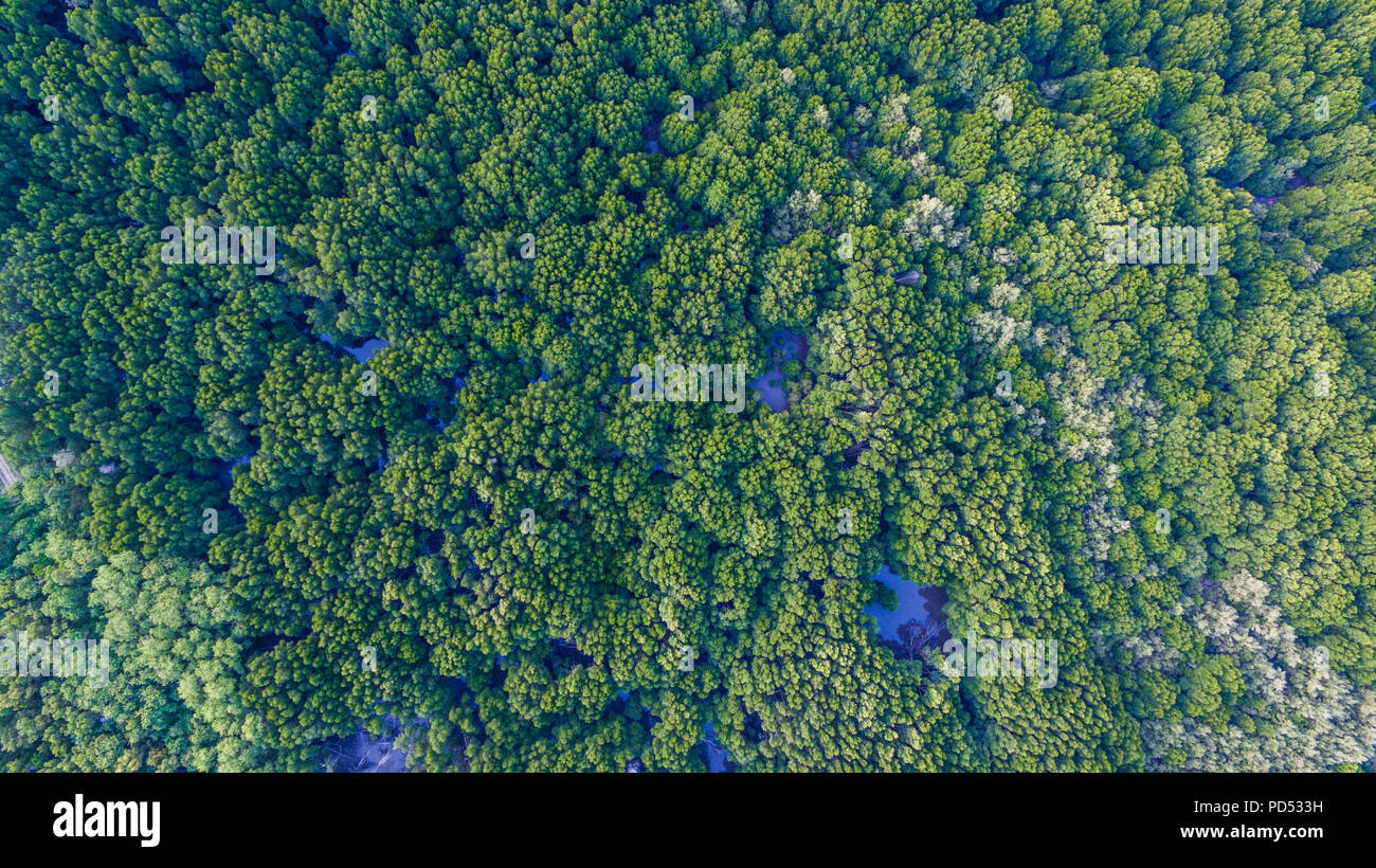 aerial view above mangrove forest beside Phuket shipyard Stock Photo ...