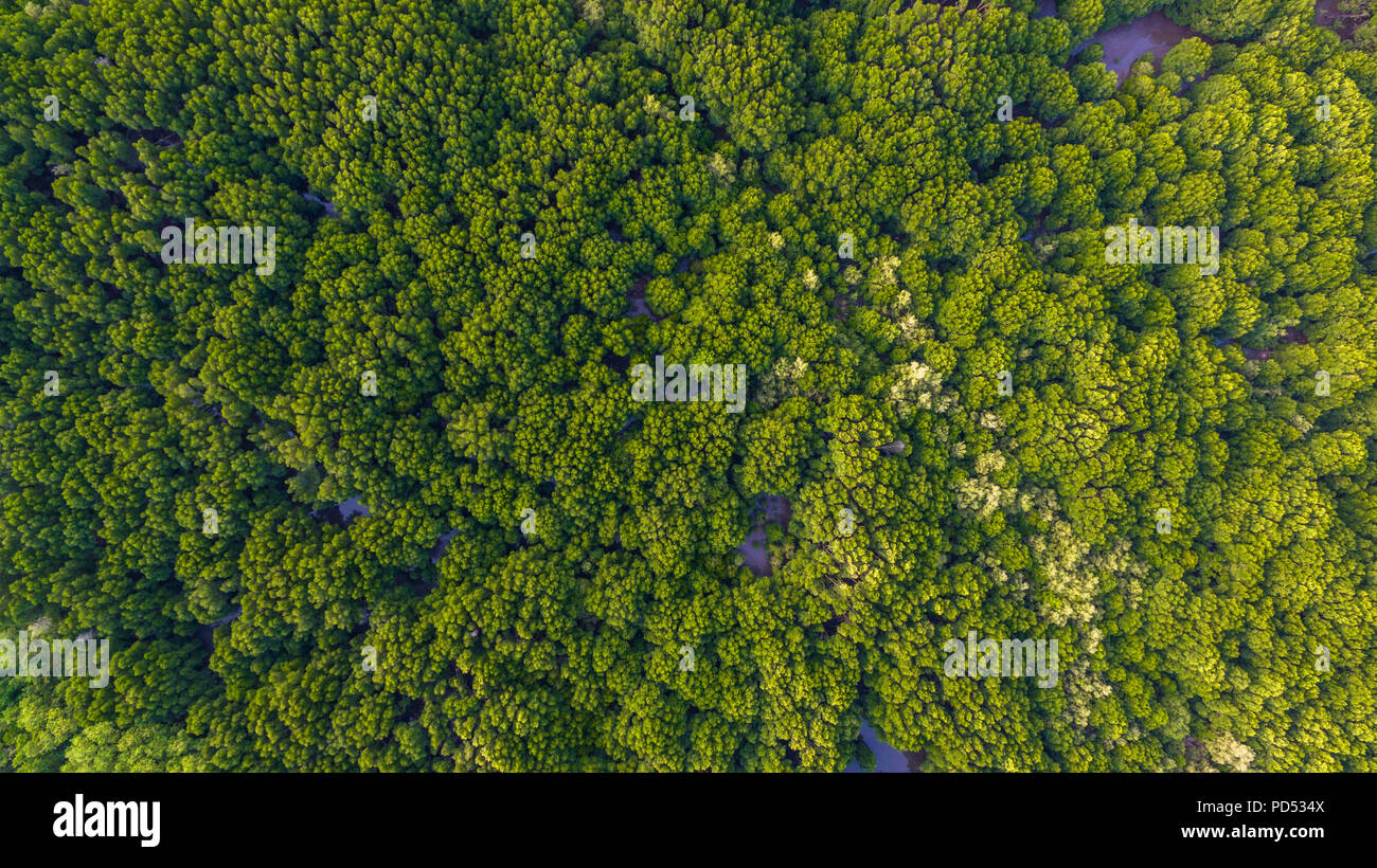 aerial view above mangrove forest beside Phuket shipyard Stock Photo ...