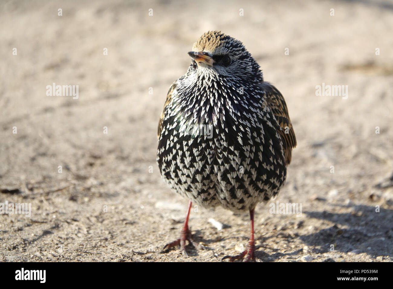 Common Starling (Sturnus vulgaris), also known as the European starling ...