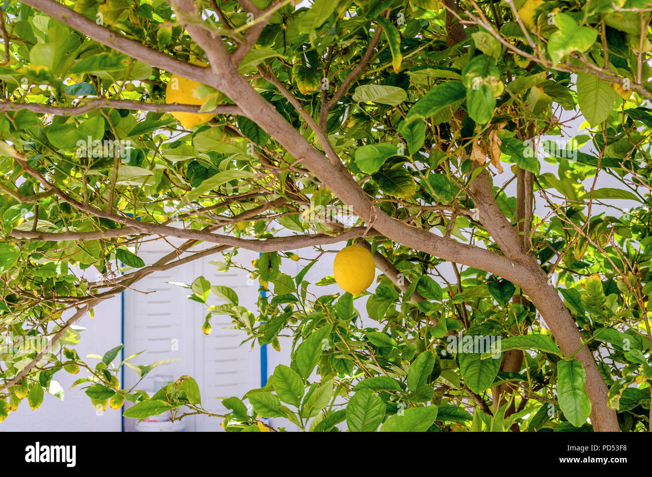 Lemon tree branch hi-res stock photography and images - Alamy