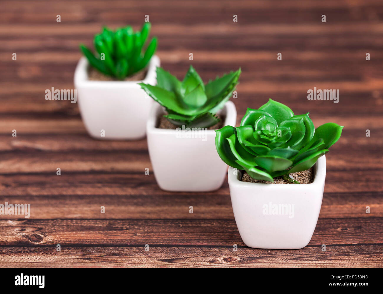 Different succulents hi-res stock photography and images - Alamy