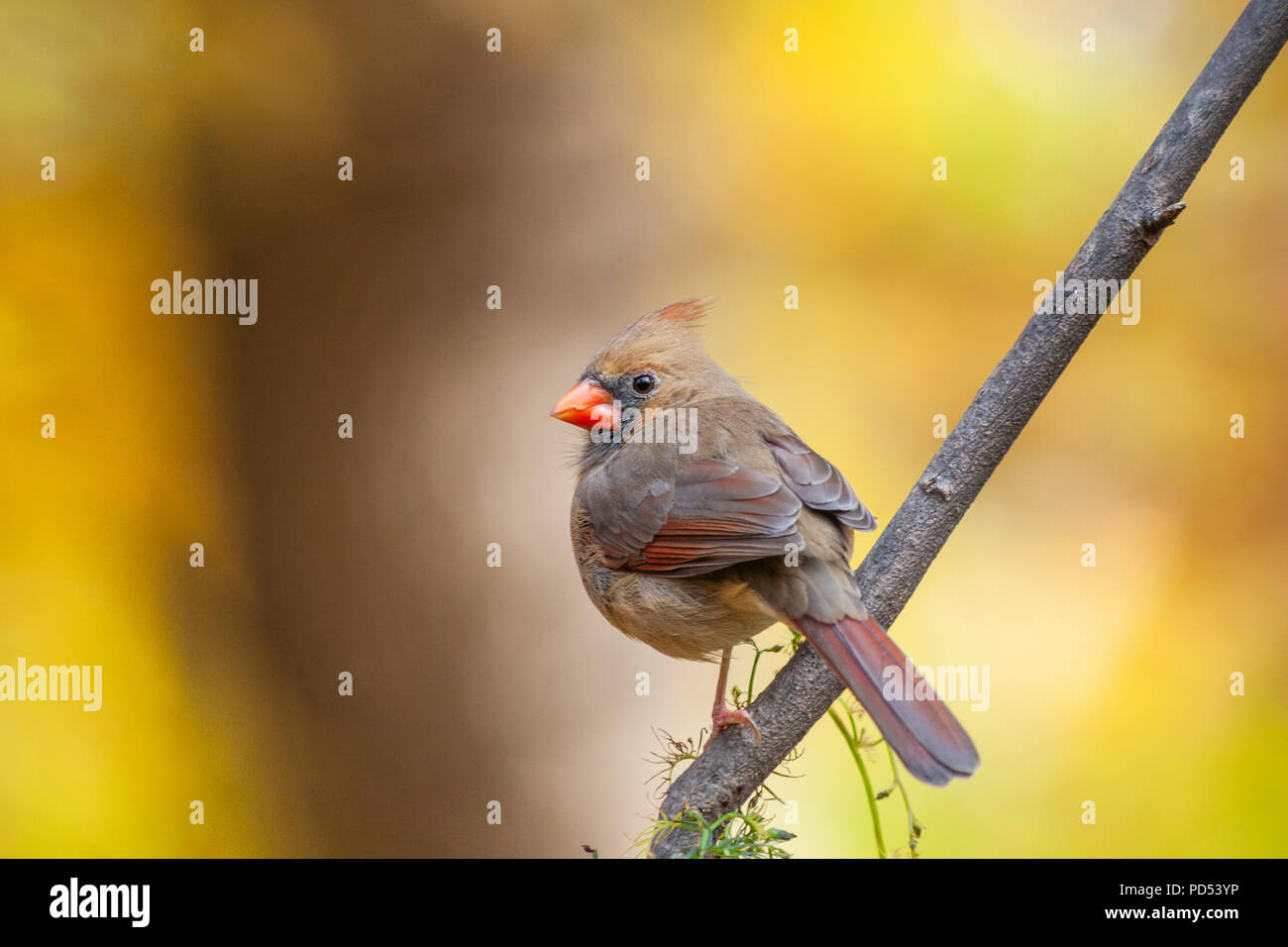 November comes hi-res stock photography and images - Alamy