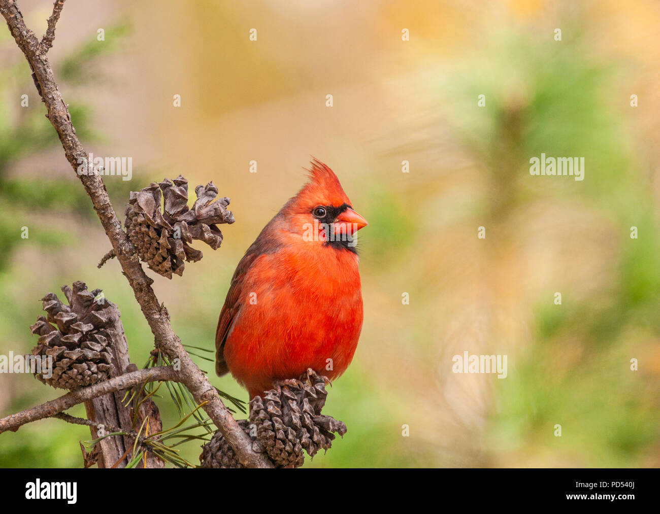 Northern Cardinal, Cardinalis cardinalis, in North Carolina in November ...
