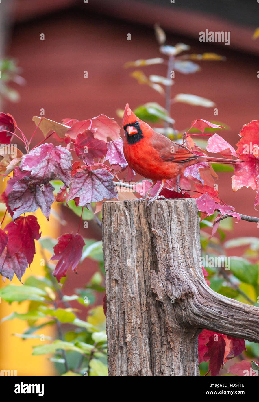 Northern Cardinal, Cardinalis cardinalis, in North Carolina in November ...