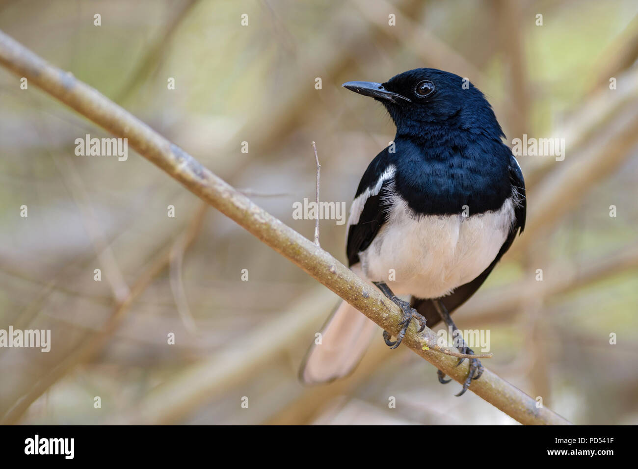 Oriental Magpie-robin - Copsychus saularis, beautiful black nad white ...