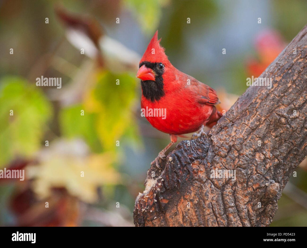 Northern Cardinal, Cardinalis cardinalis, in North Carolina in November ...