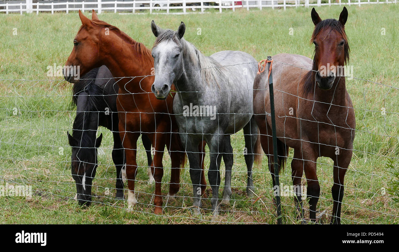 Four horses in a field hi-res stock photography and images - Alamy